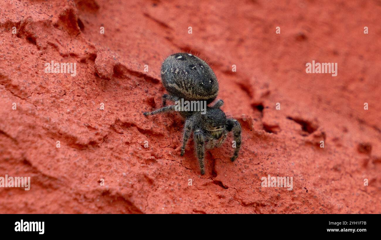 Marbled Purple Jumping Spider (Phidippus purpuratus Stock Photo - Alamy
