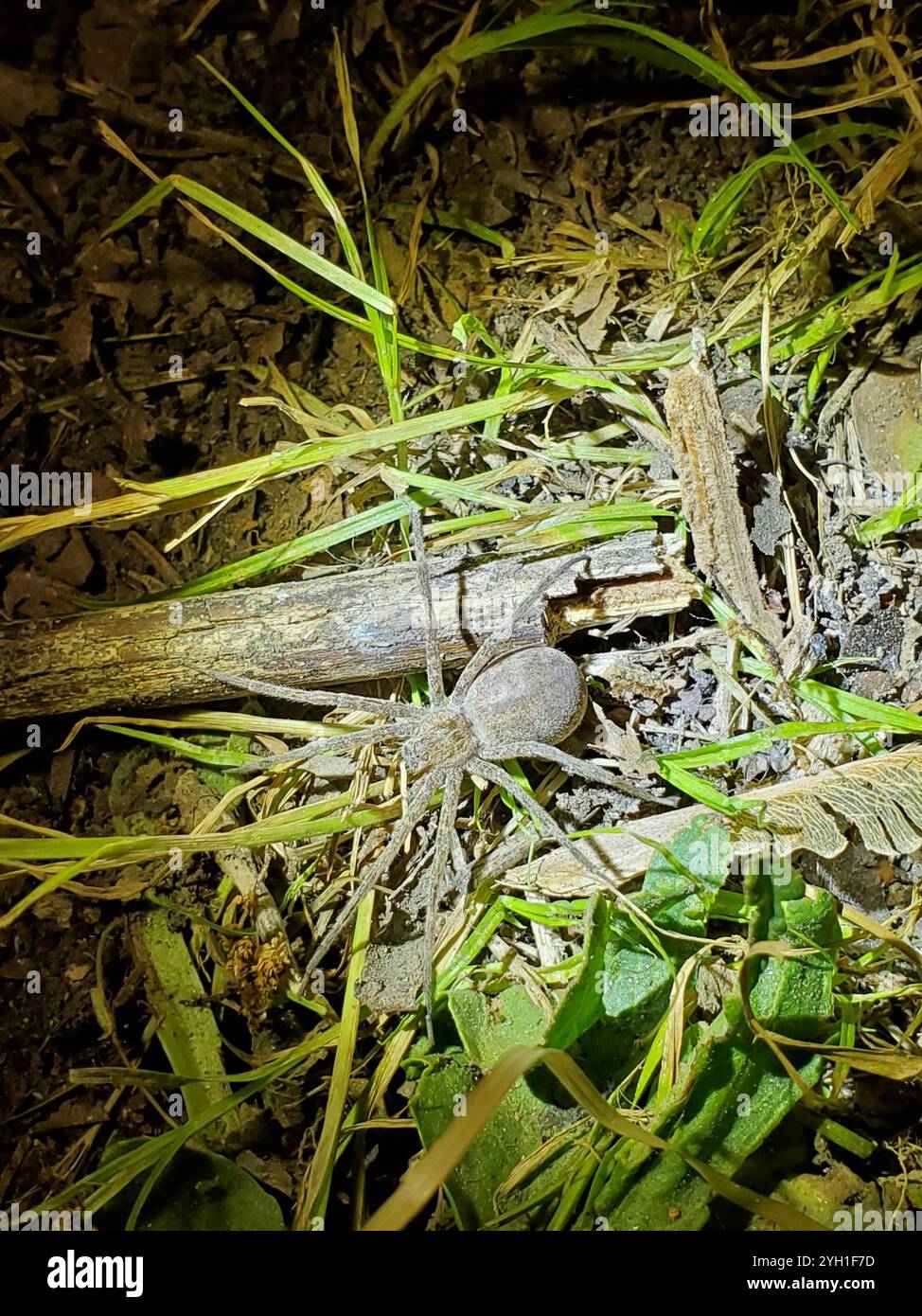 Wetland Giant Wolf Spider (Tigrosa helluo Stock Photo - Alamy