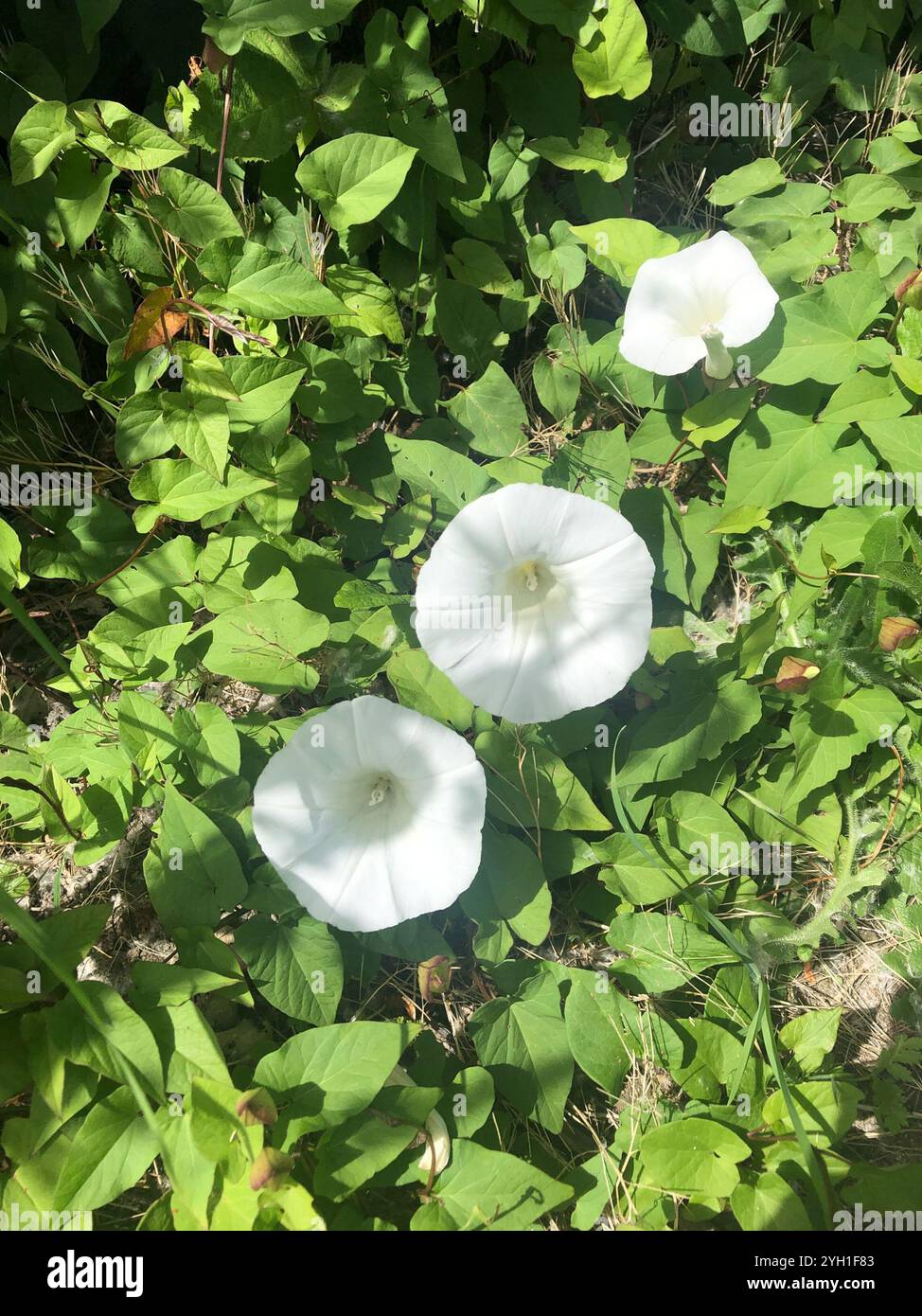 large bindweed (Calystegia silvatica Stock Photo - Alamy