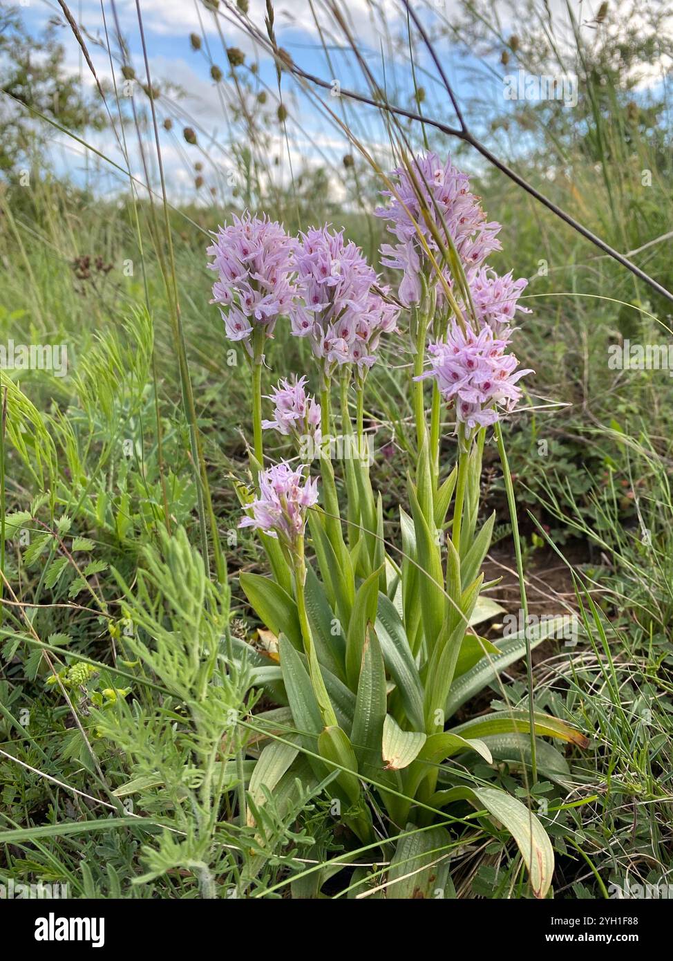 Three-toothed orchid (Neotinea tridentata Stock Photo - Alamy