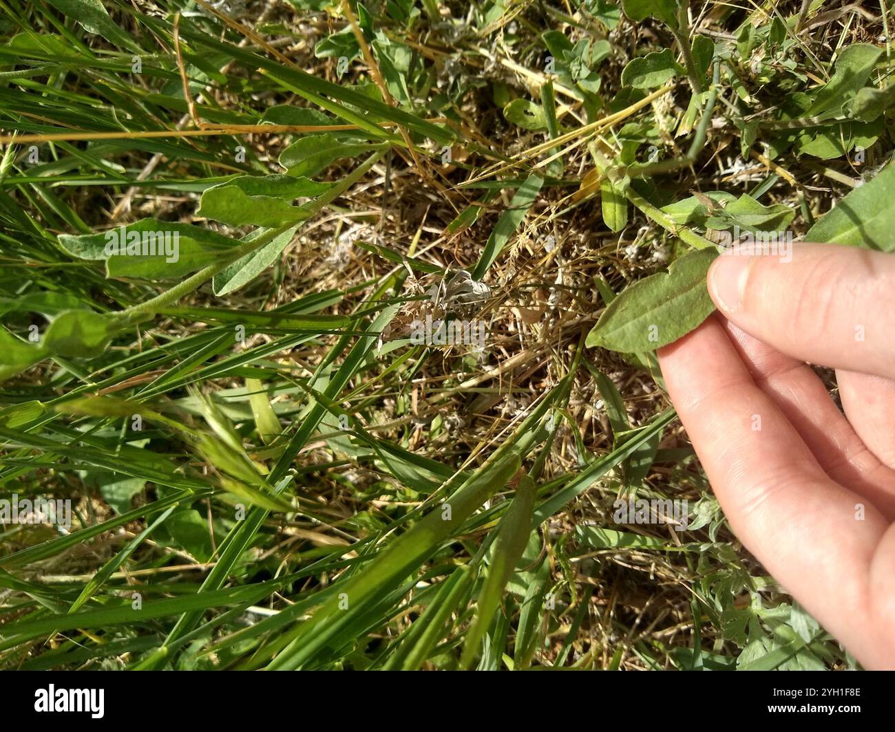 hoary alyssum (Berteroa incana Stock Photo - Alamy