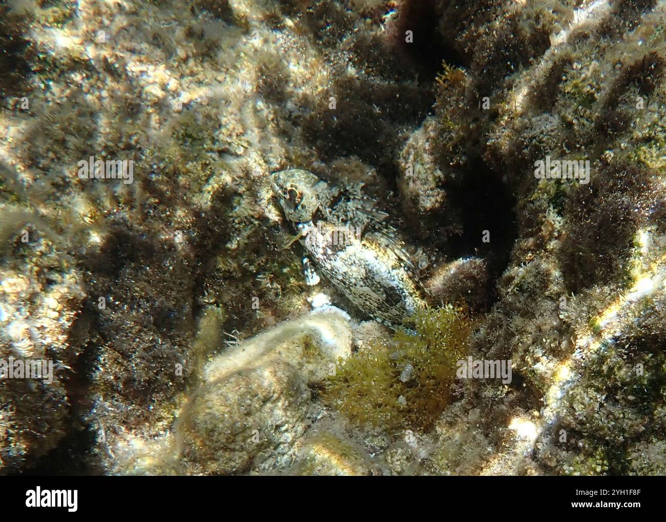 Dusky Spinefoot (Siganus luridus Stock Photo - Alamy