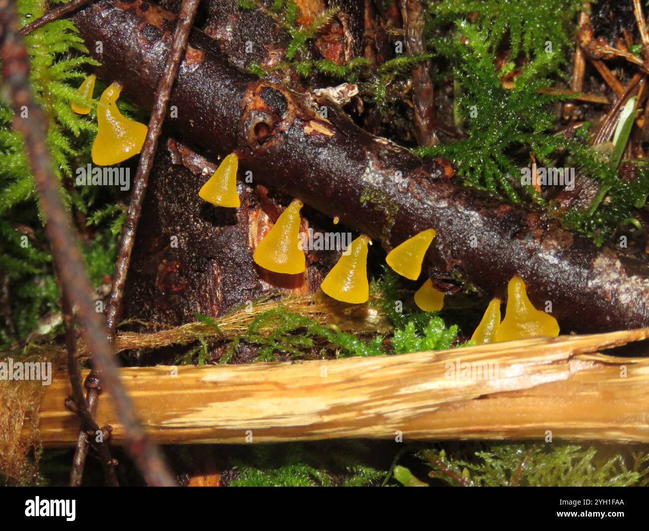 alpine jelly cone (Guepiniopsis alpina Stock Photo - Alamy