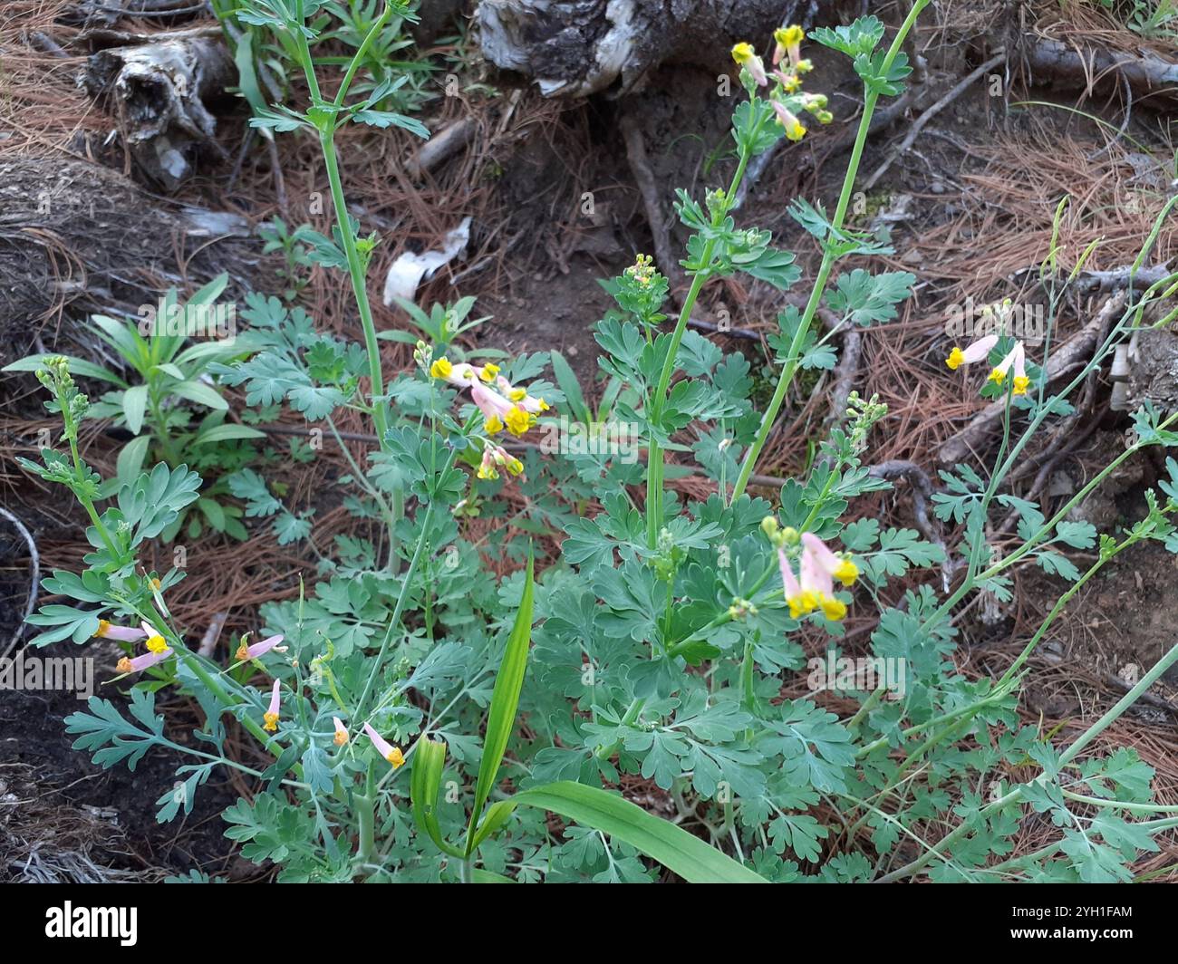 rock harlequin (Capnoides sempervirens Stock Photo - Alamy