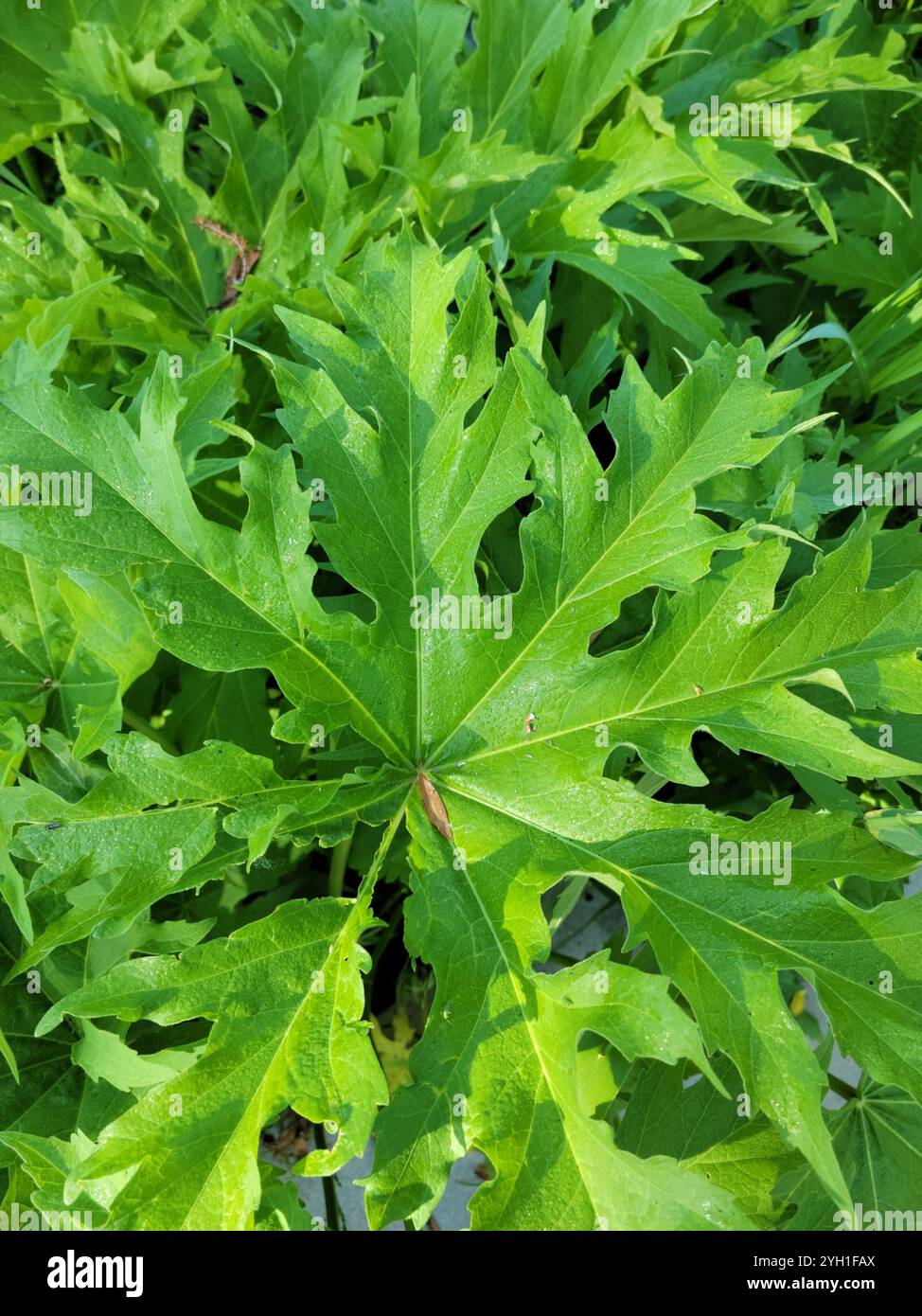 Napaea dioica hi-res stock photography and images - Alamy