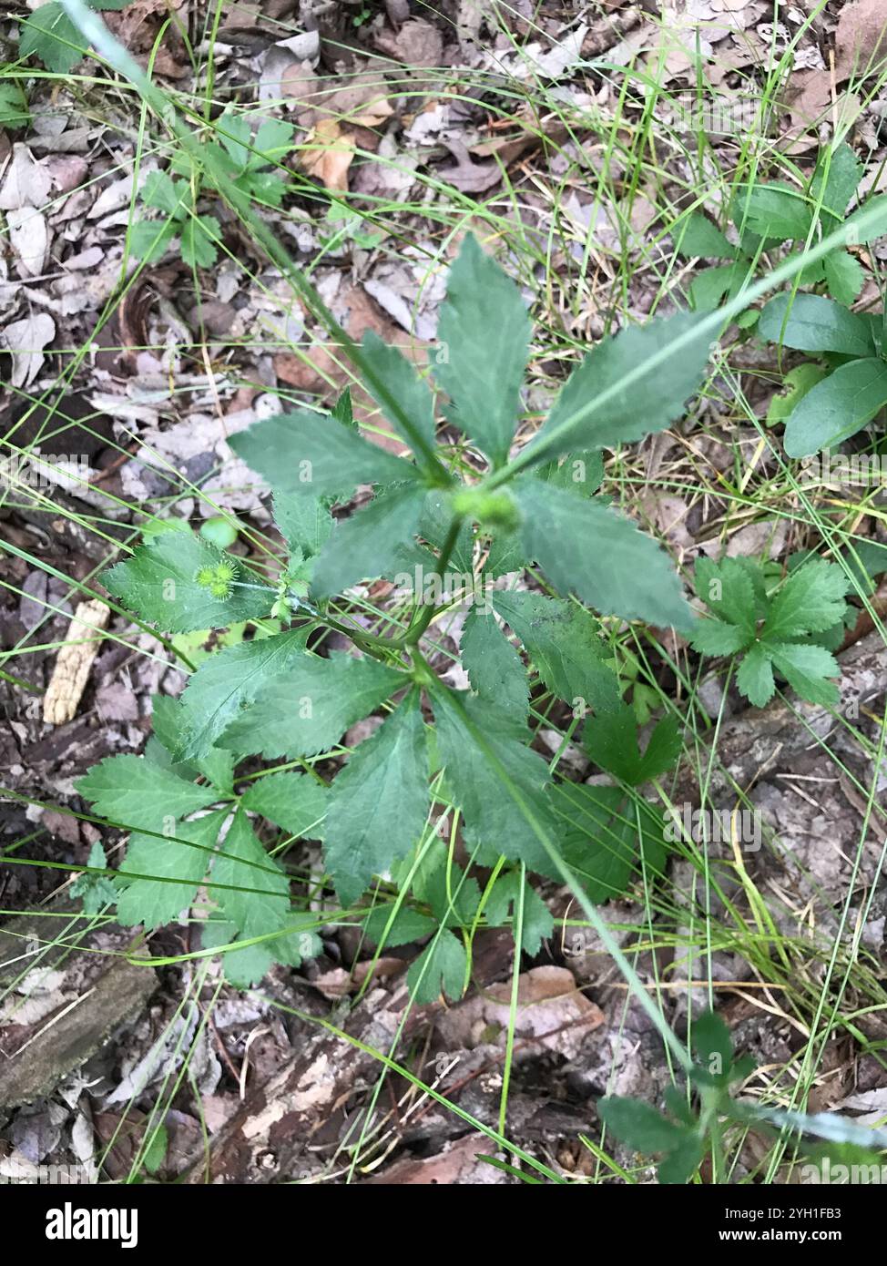 Black Snakeroot (Sanicula canadensis Stock Photo - Alamy