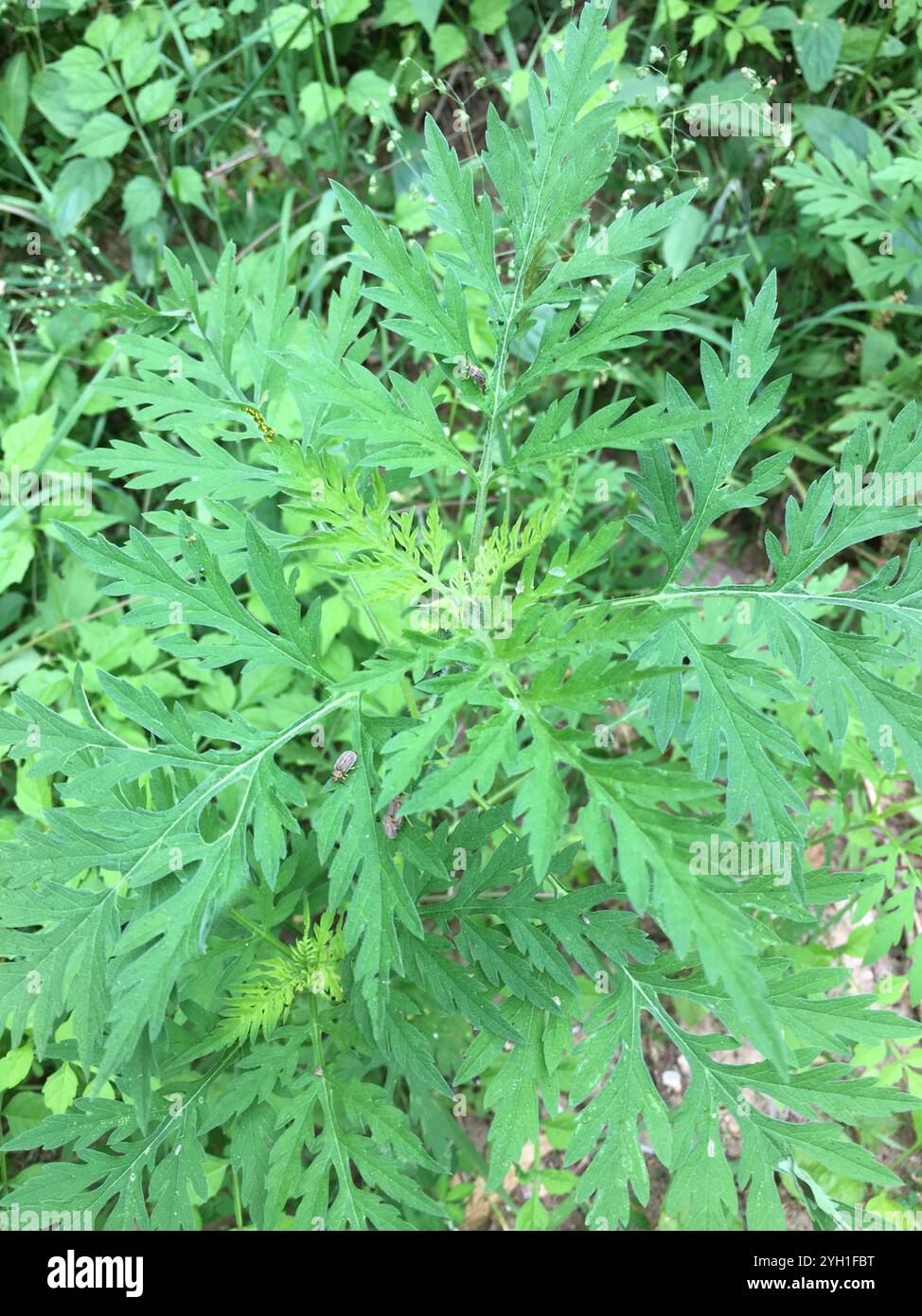 common ragweed (Ambrosia artemisiifolia Stock Photo - Alamy