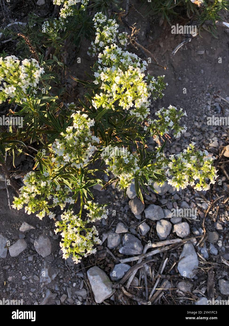 narrow-leaved yerba santa (Eriodictyon angustifolium Stock Photo - Alamy