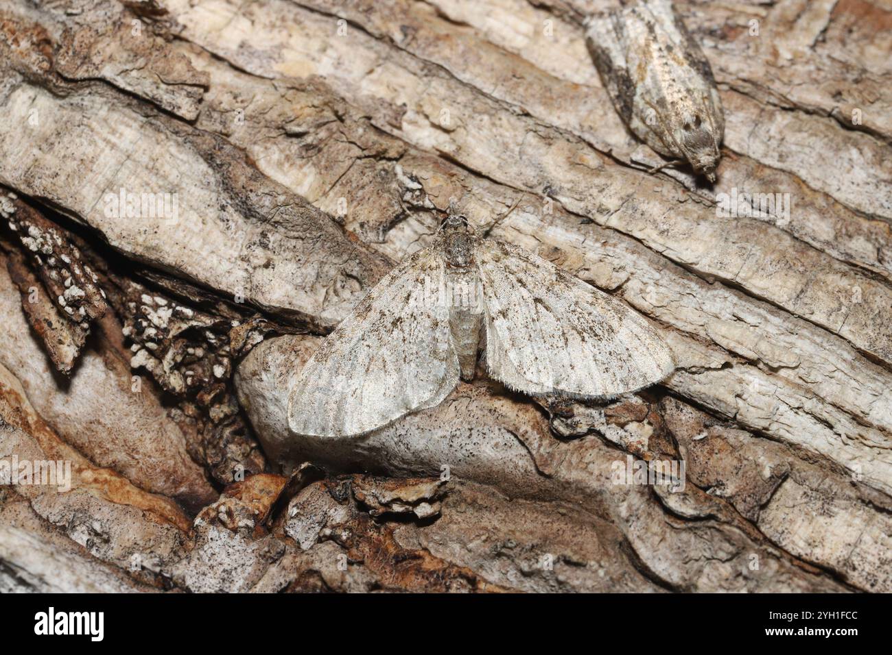 Carpet Moths (Larentiinae Stock Photo - Alamy