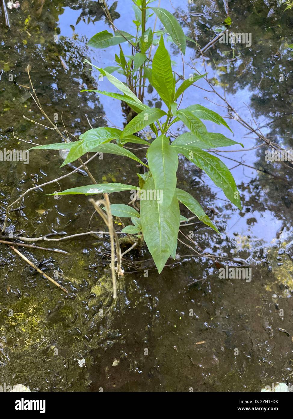 swamp loosestrife (Decodon verticillatus Stock Photo - Alamy