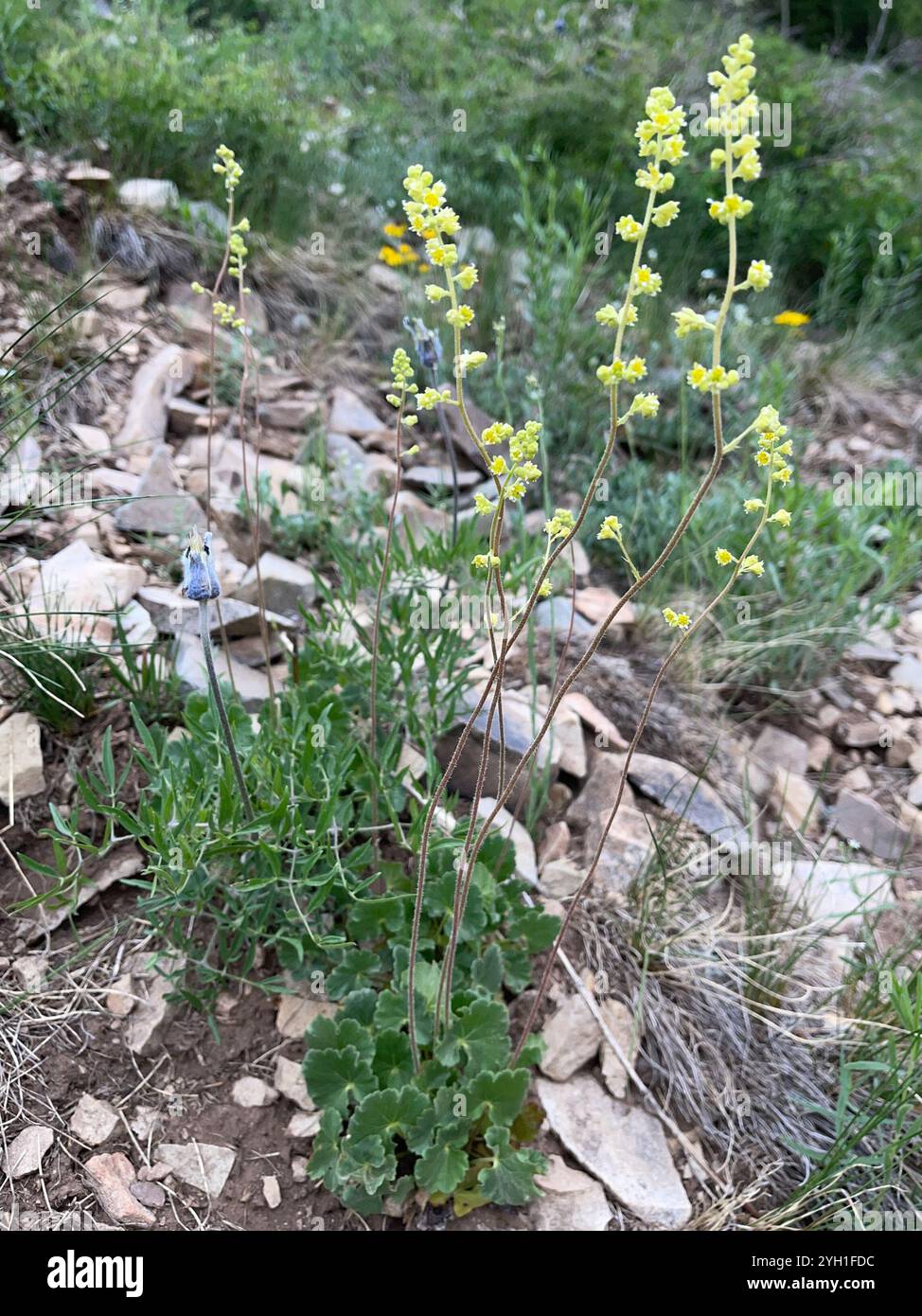 littleleaf alumroot (Heuchera parvifolia Stock Photo - Alamy