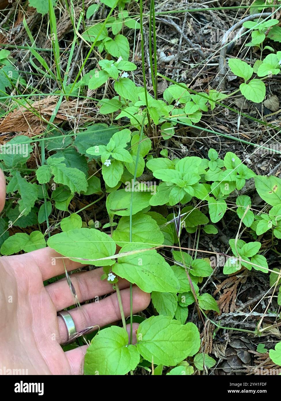 yerba buena (Clinopodium douglasii Stock Photo - Alamy