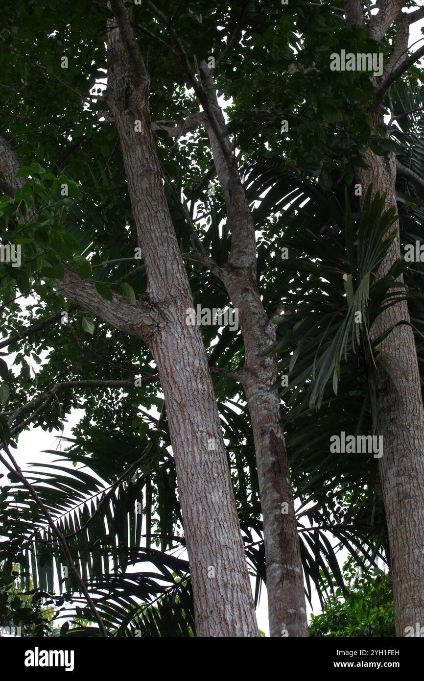 Big-leaf Mahogany (Swietenia macrophylla Stock Photo - Alamy