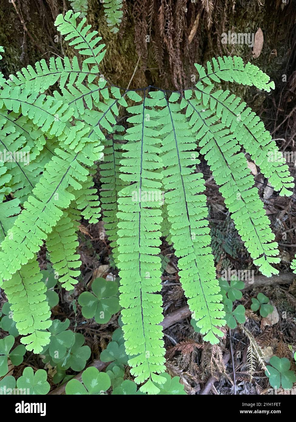 western maidenhair fern (Adiantum aleuticum Stock Photo - Alamy