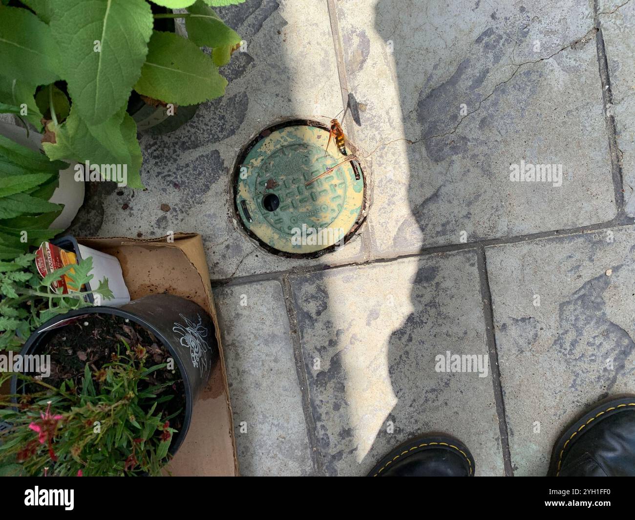 Eastern Cicada-killer Wasp (Sphecius speciosus Stock Photo - Alamy