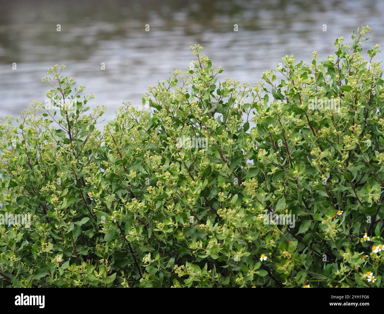 Indian fleabane hi-res stock photography and images - Alamy
