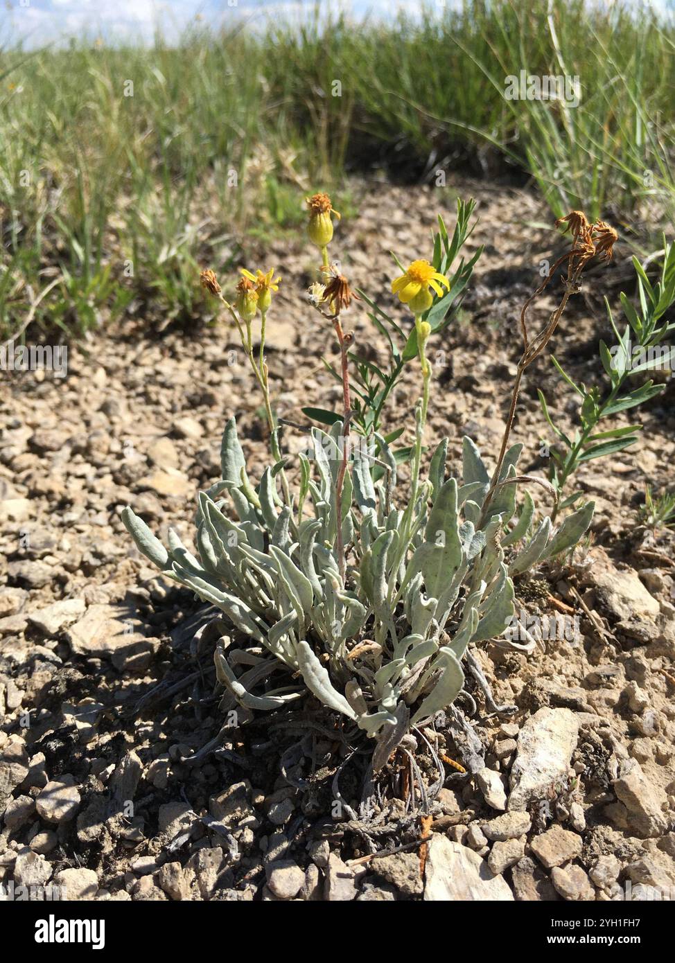 Woolly groundsel hi-res stock photography and images - Alamy