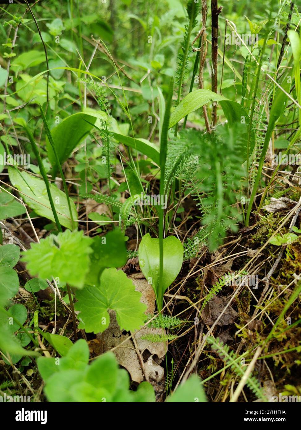 southern adder's-tongue (Ophioglossum vulgatum Stock Photo - Alamy