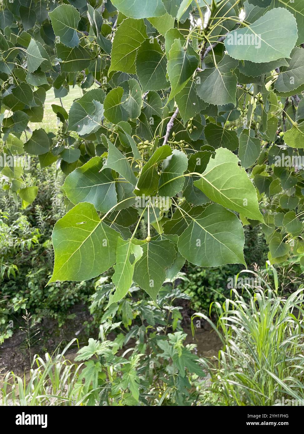 Eastern Cottonwood (Populus deltoides Stock Photo - Alamy
