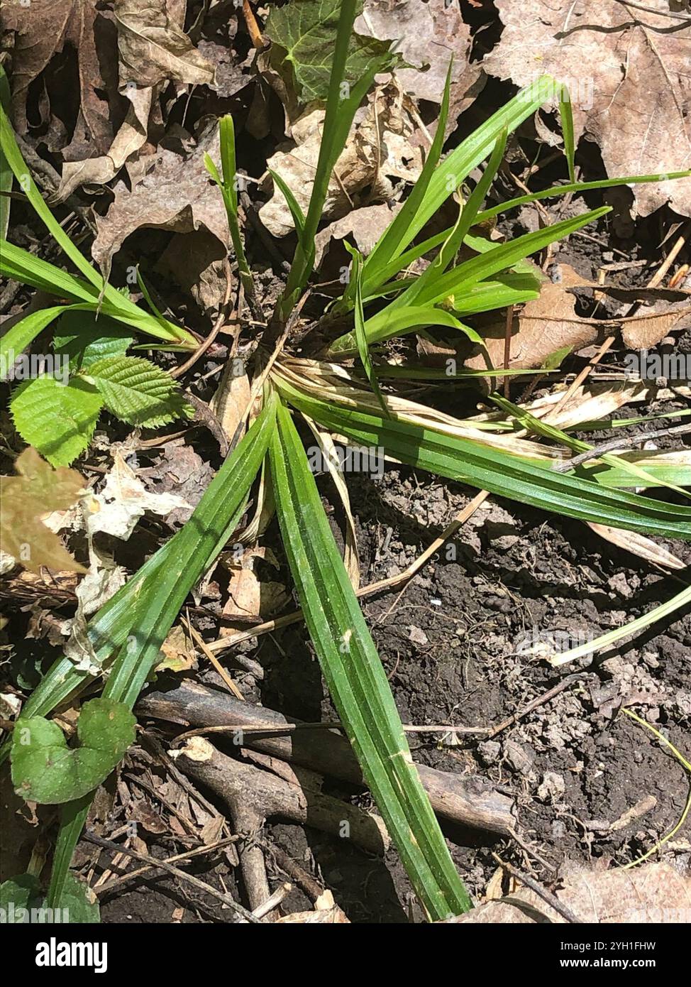 drooping woodland sedge (Carex arctata Stock Photo - Alamy