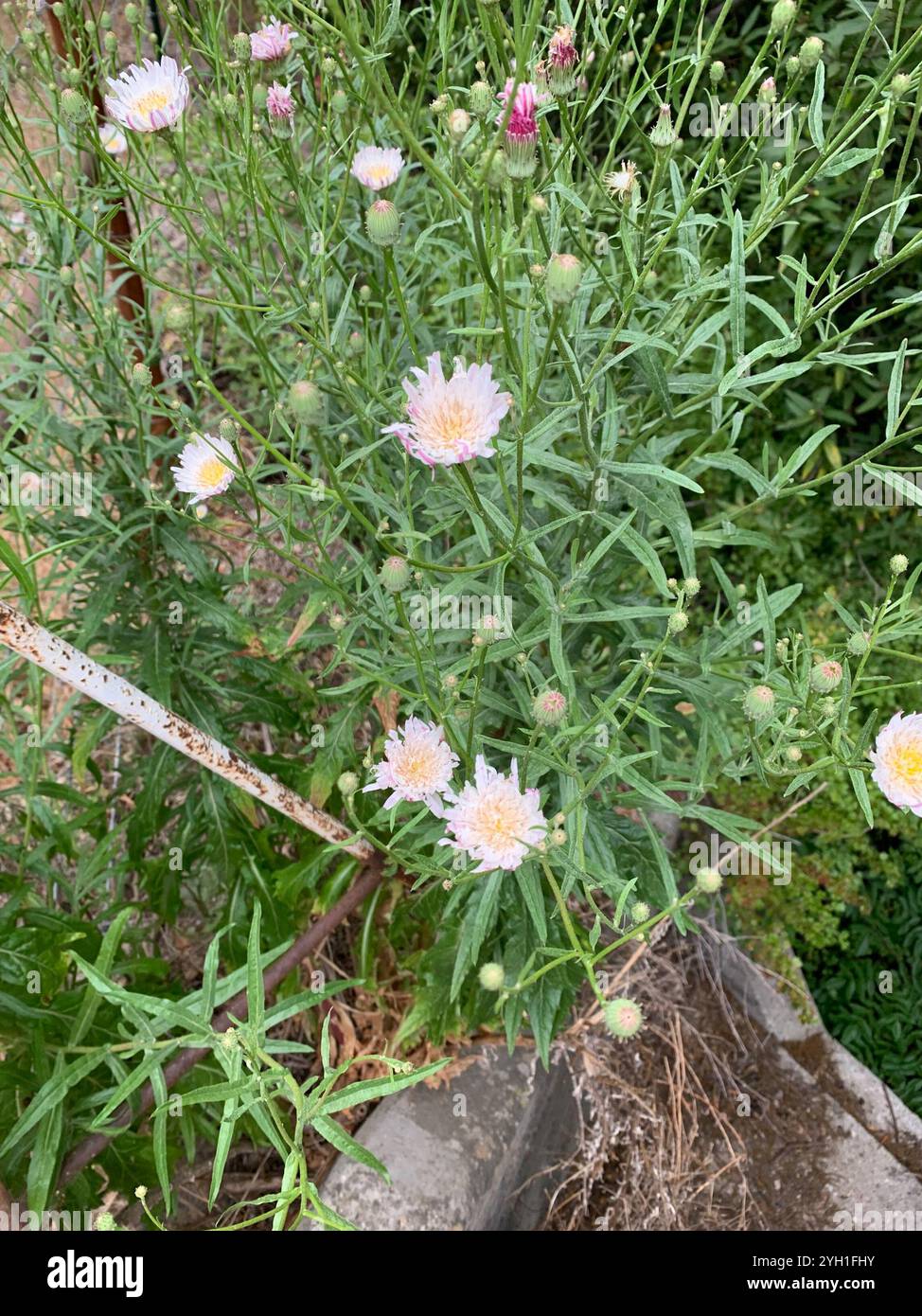 Cliff Aster (Malacothrix saxatilis Stock Photo - Alamy