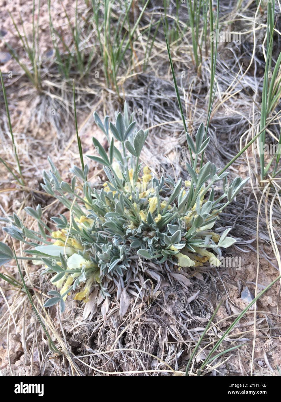 Threeleaf Milkvetch (Astragalus gilviflorus Stock Photo - Alamy