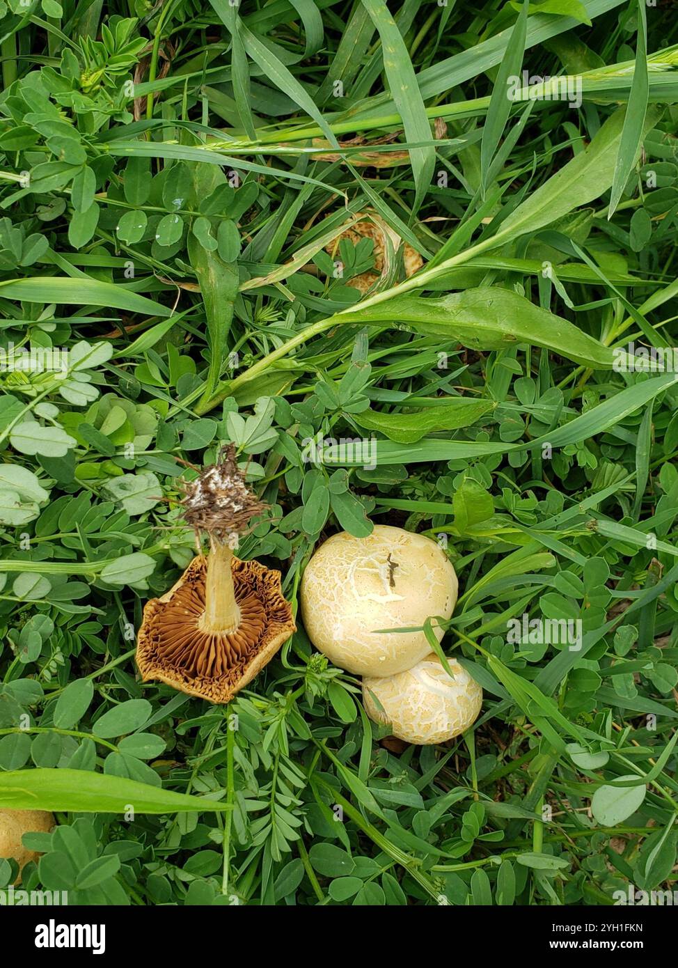 Common Fieldcap (Agrocybe pediades Stock Photo - Alamy