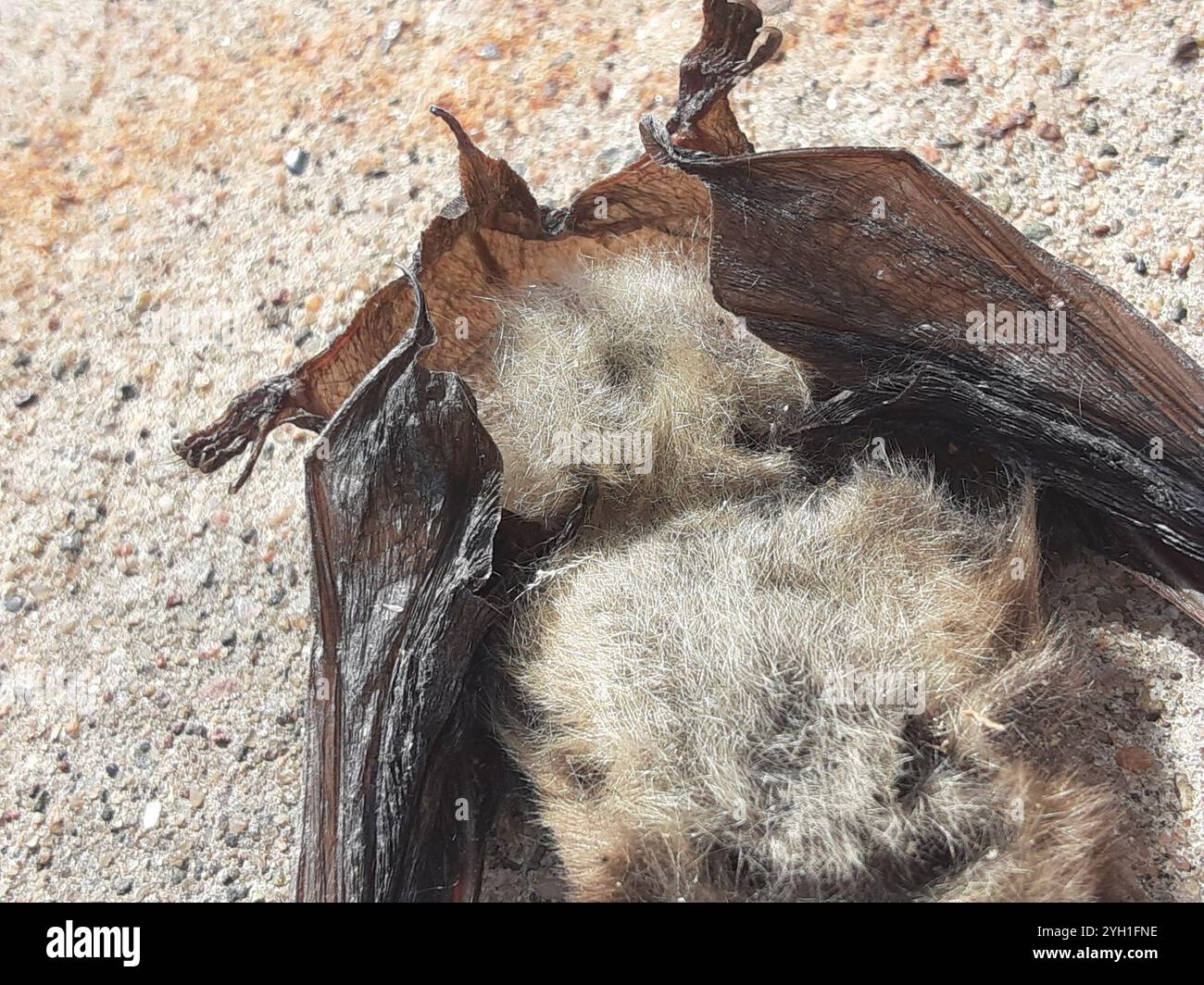Mouse-eared Bats (Myotis Stock Photo - Alamy