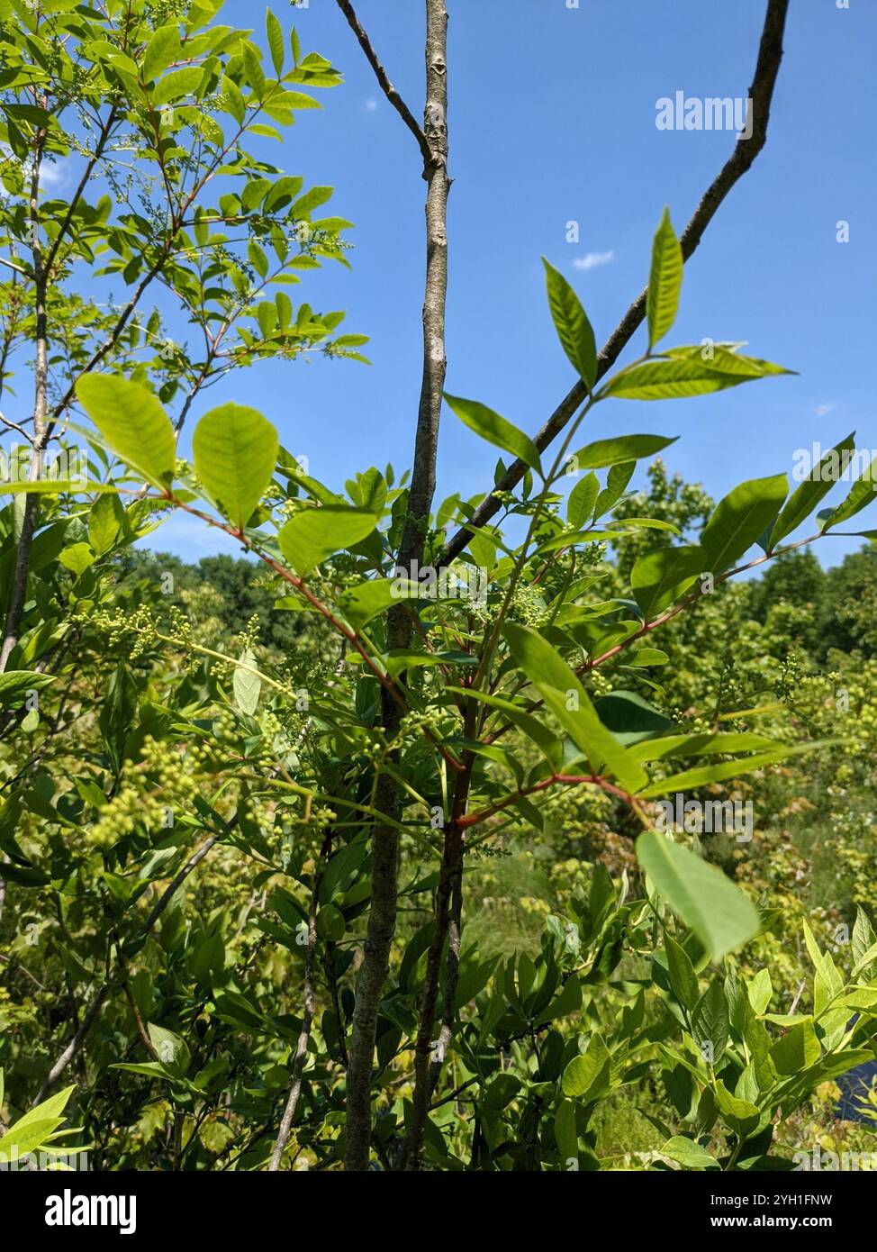 poison sumac (Toxicodendron vernix Stock Photo - Alamy