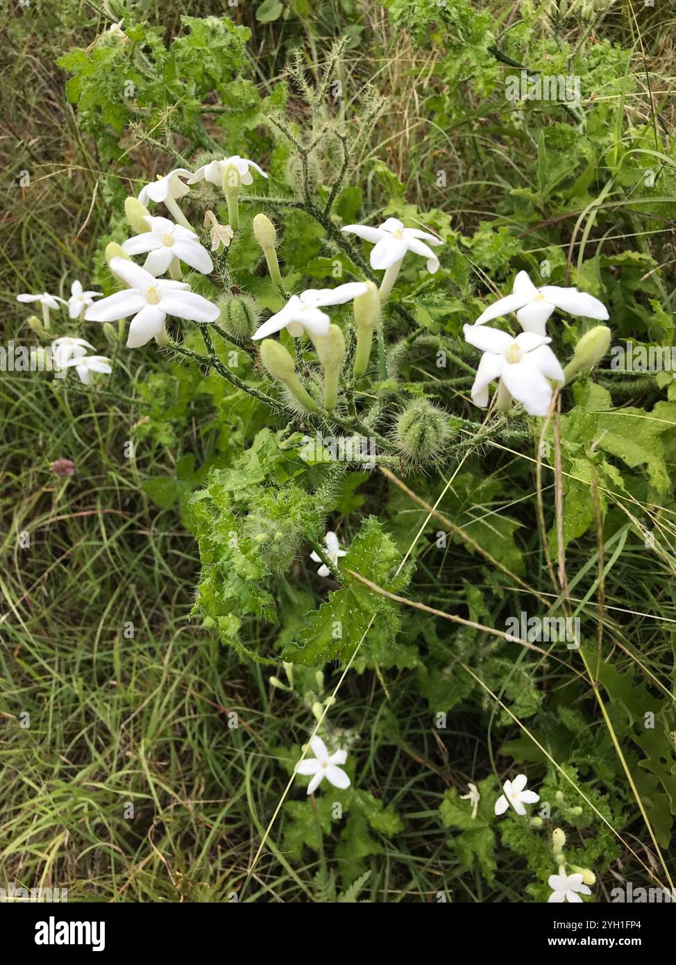 Texas Bull Nettle (Cnidoscolus texanus Stock Photo - Alamy