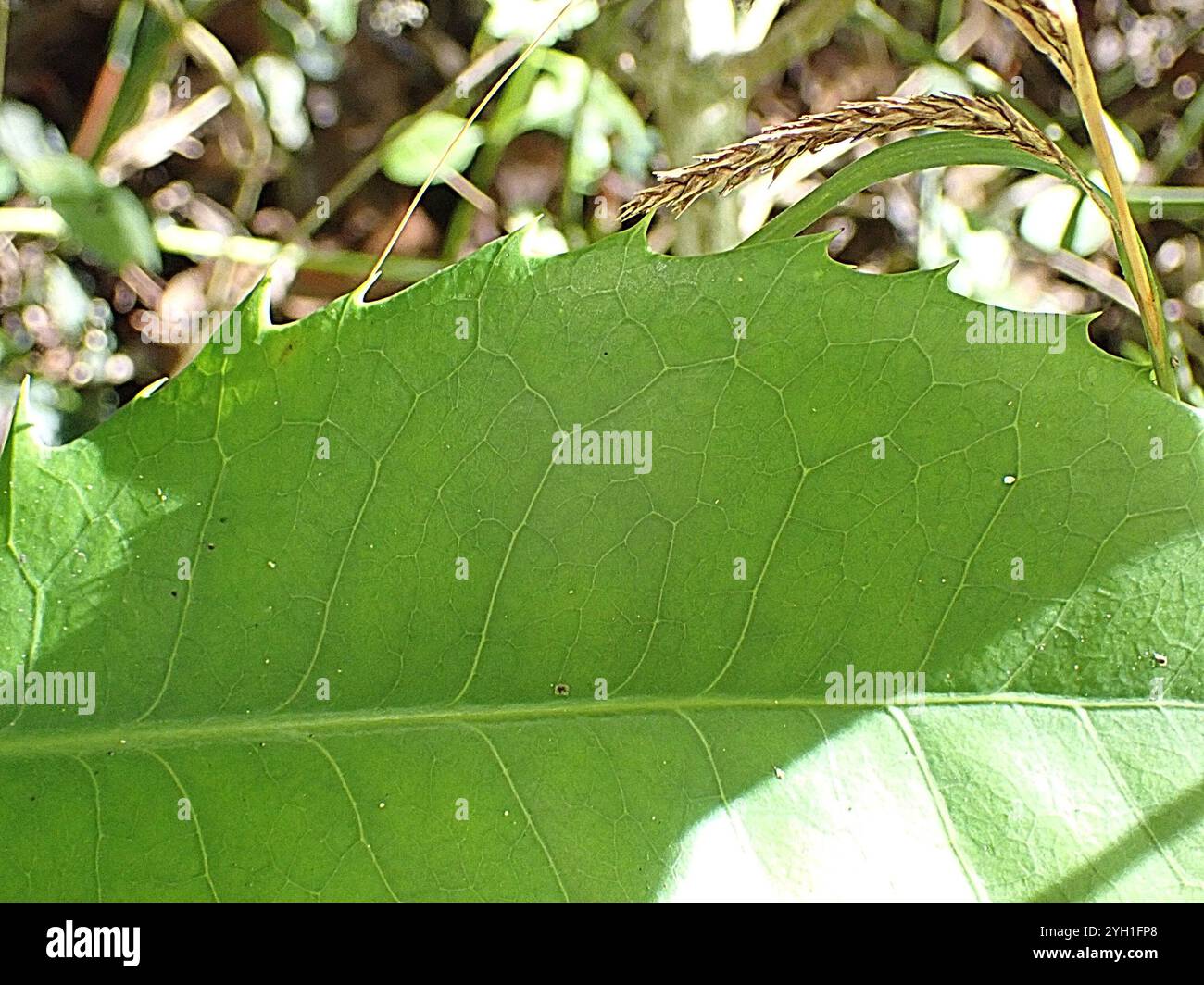 Forest Saffron (Elaeodendron croceum Stock Photo - Alamy