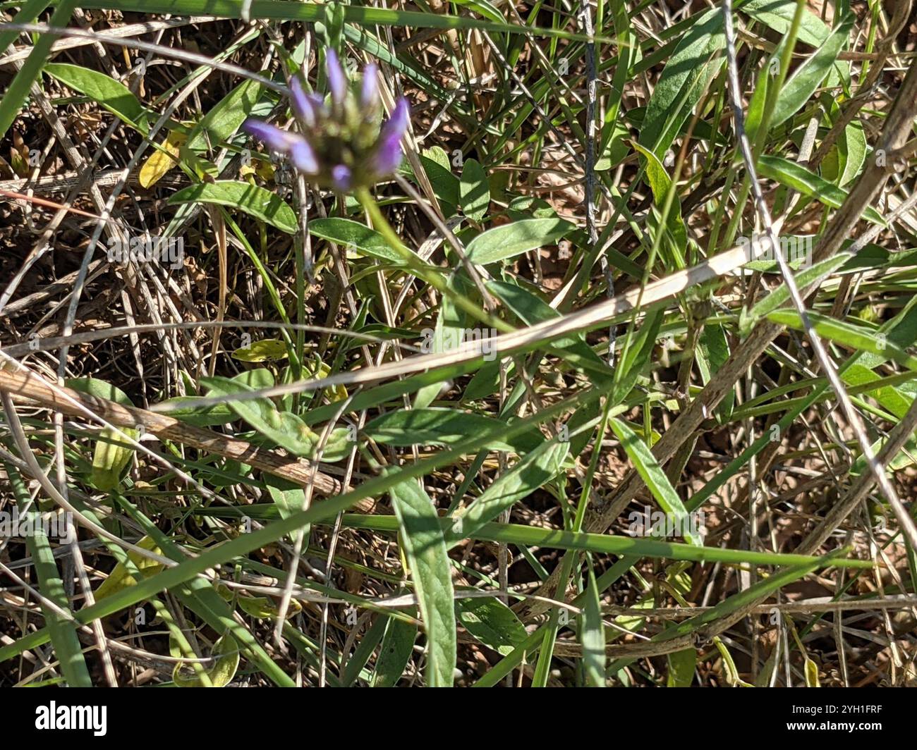 arabian pea (Bituminaria bituminosa Stock Photo - Alamy