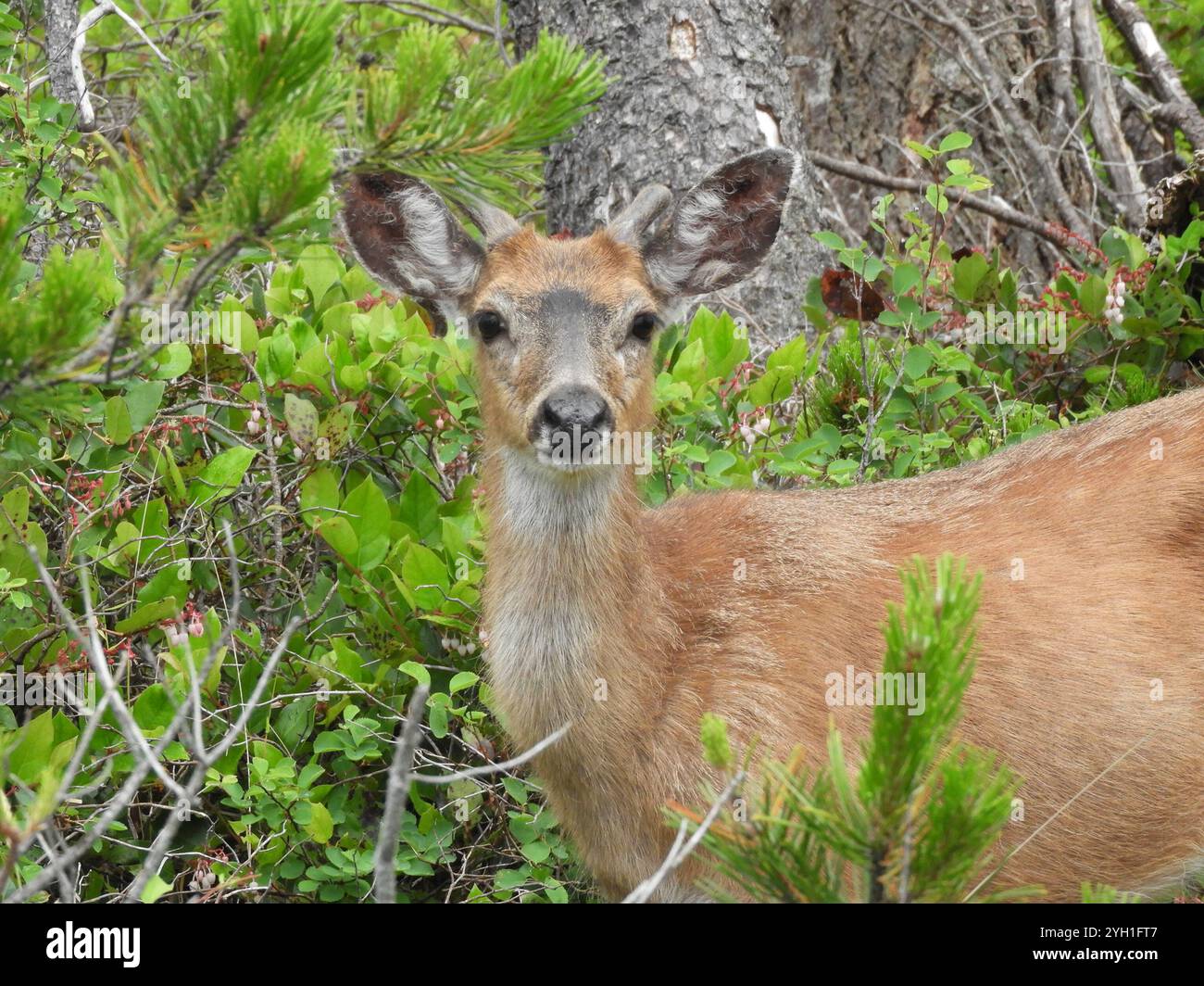Columbian Black-tailed Deer (Odocoileus hemionus columbianus Stock ...