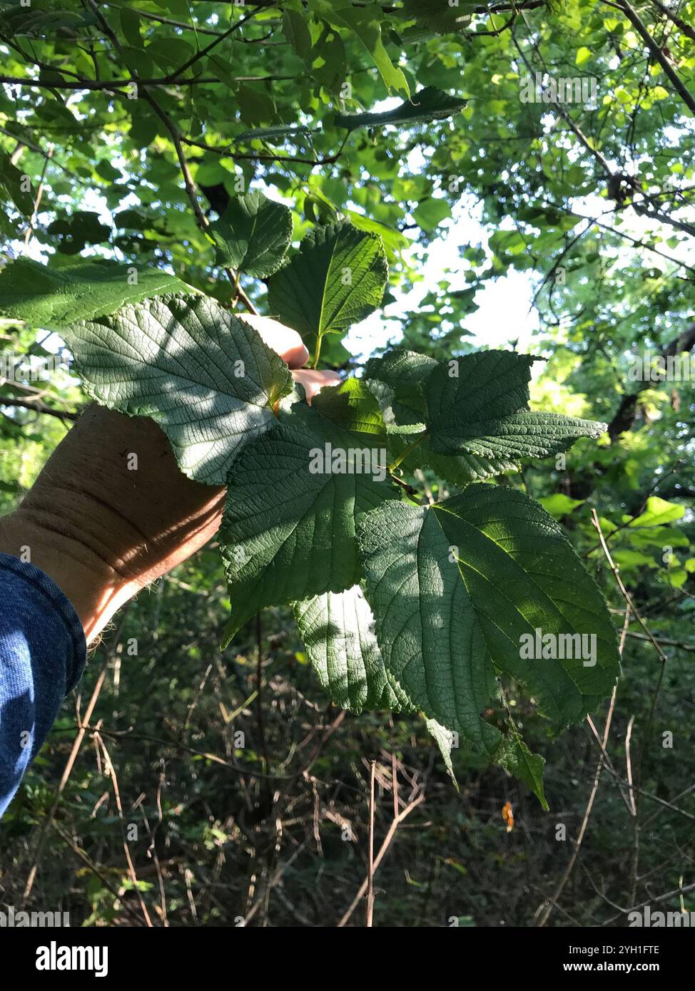 red mulberry (Morus rubra Stock Photo - Alamy