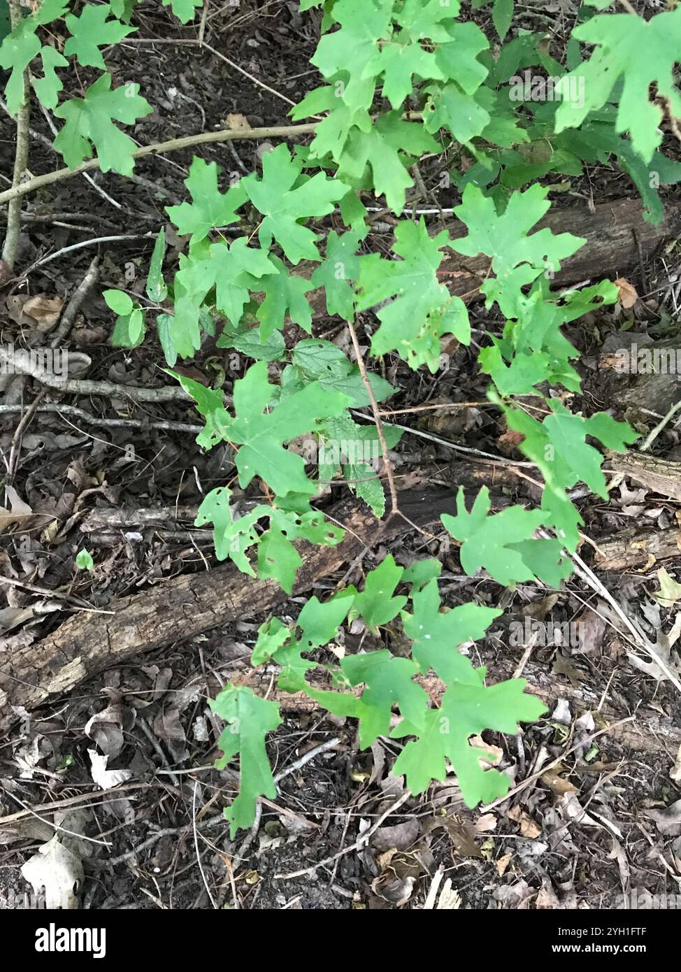 bigtooth maple (Acer grandidentatum Stock Photo - Alamy