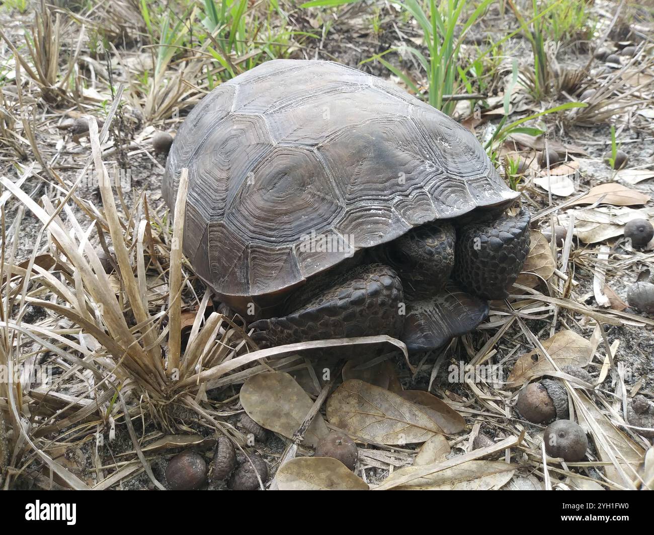Gopher Tortoise (Gopherus polyphemus Stock Photo - Alamy