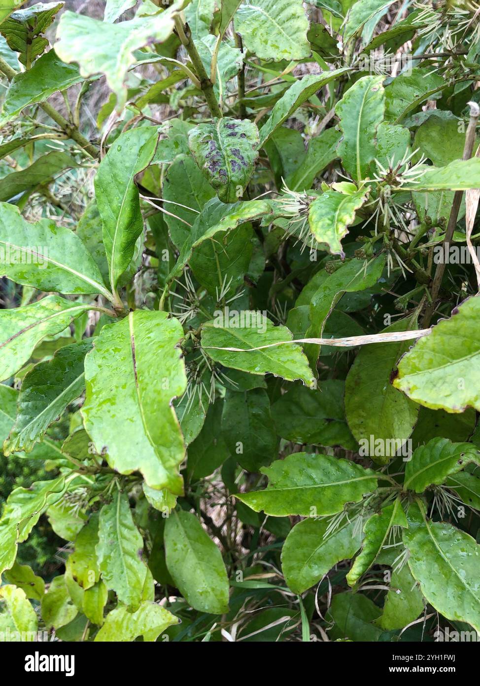 Kanono (Coprosma grandifolia Stock Photo - Alamy