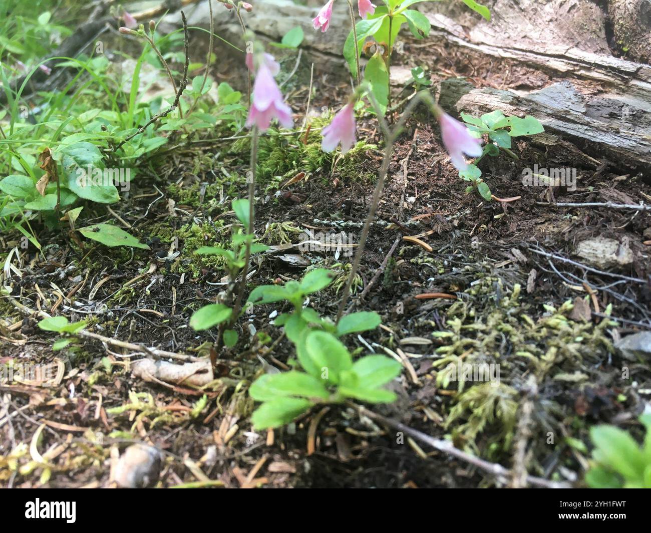 Twinflower (Linnaea borealis Stock Photo - Alamy