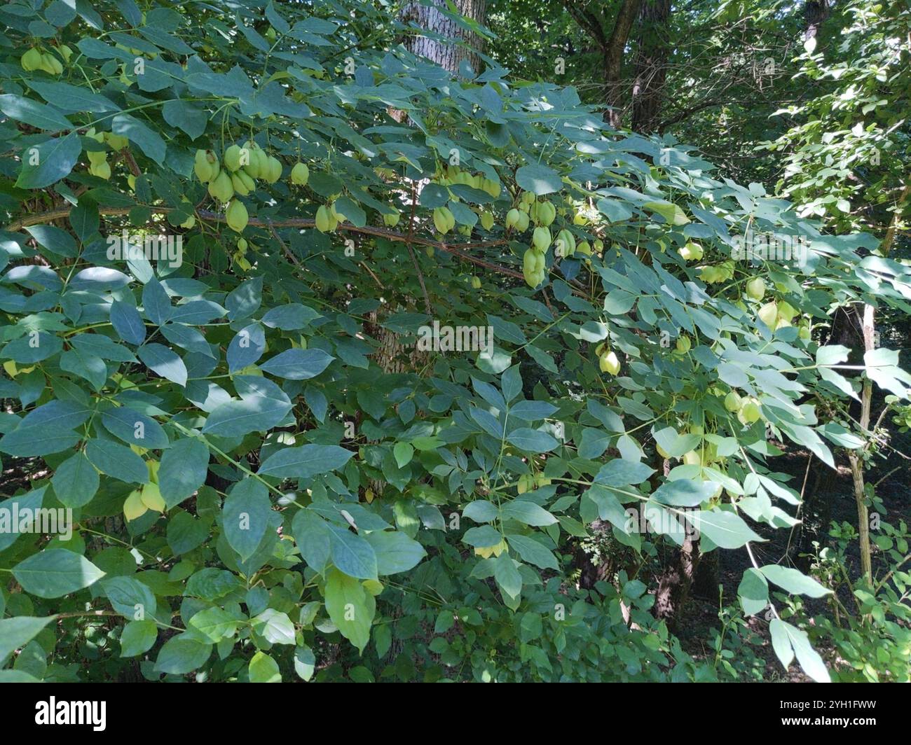 European bladdernut (Staphylea pinnata Stock Photo - Alamy