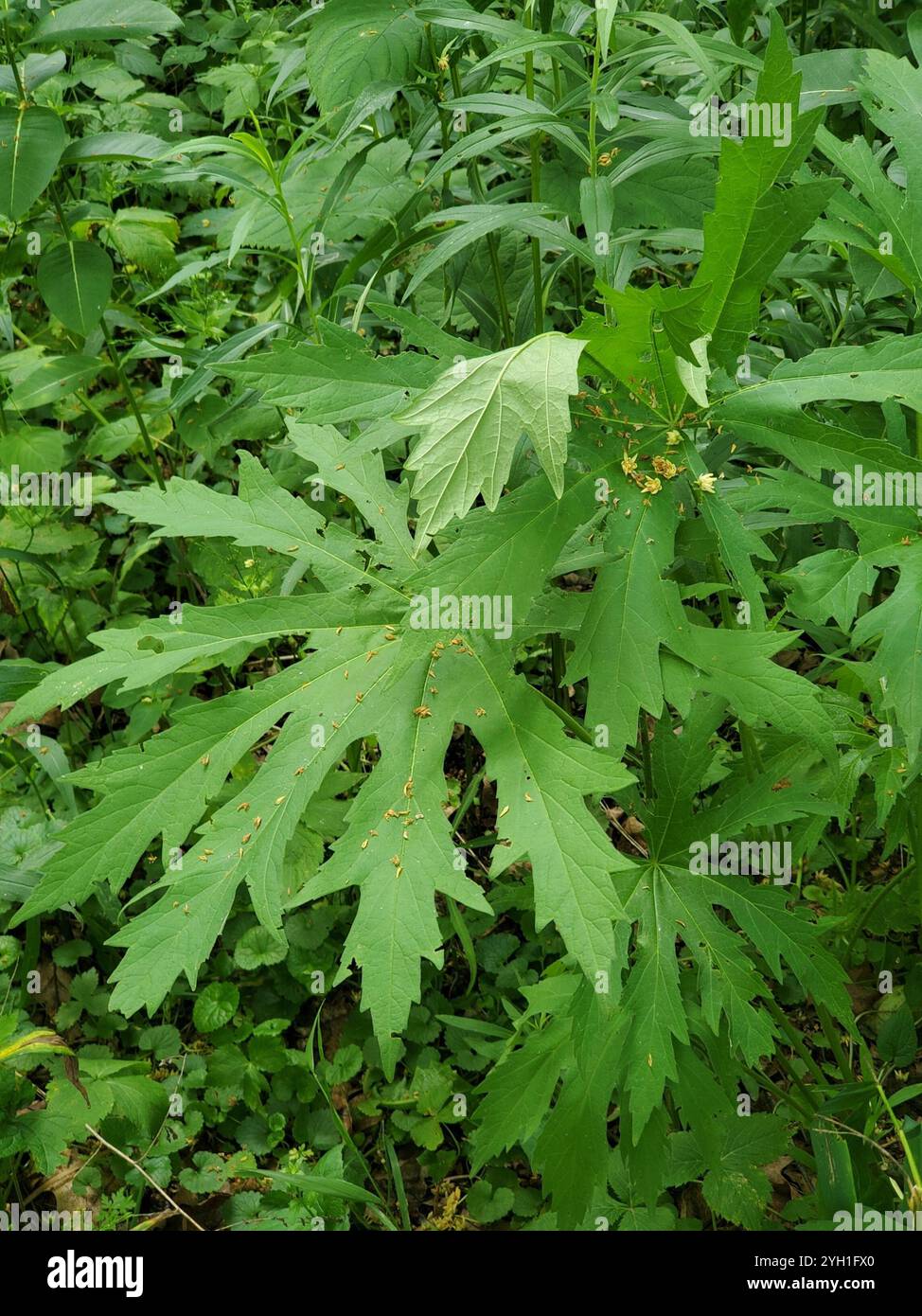 Glade Mallow (Napaea dioica Stock Photo - Alamy