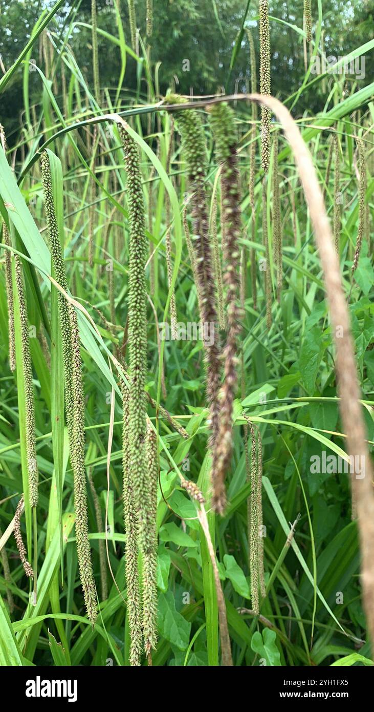 Hanging sedge (Carex pendula Stock Photo - Alamy