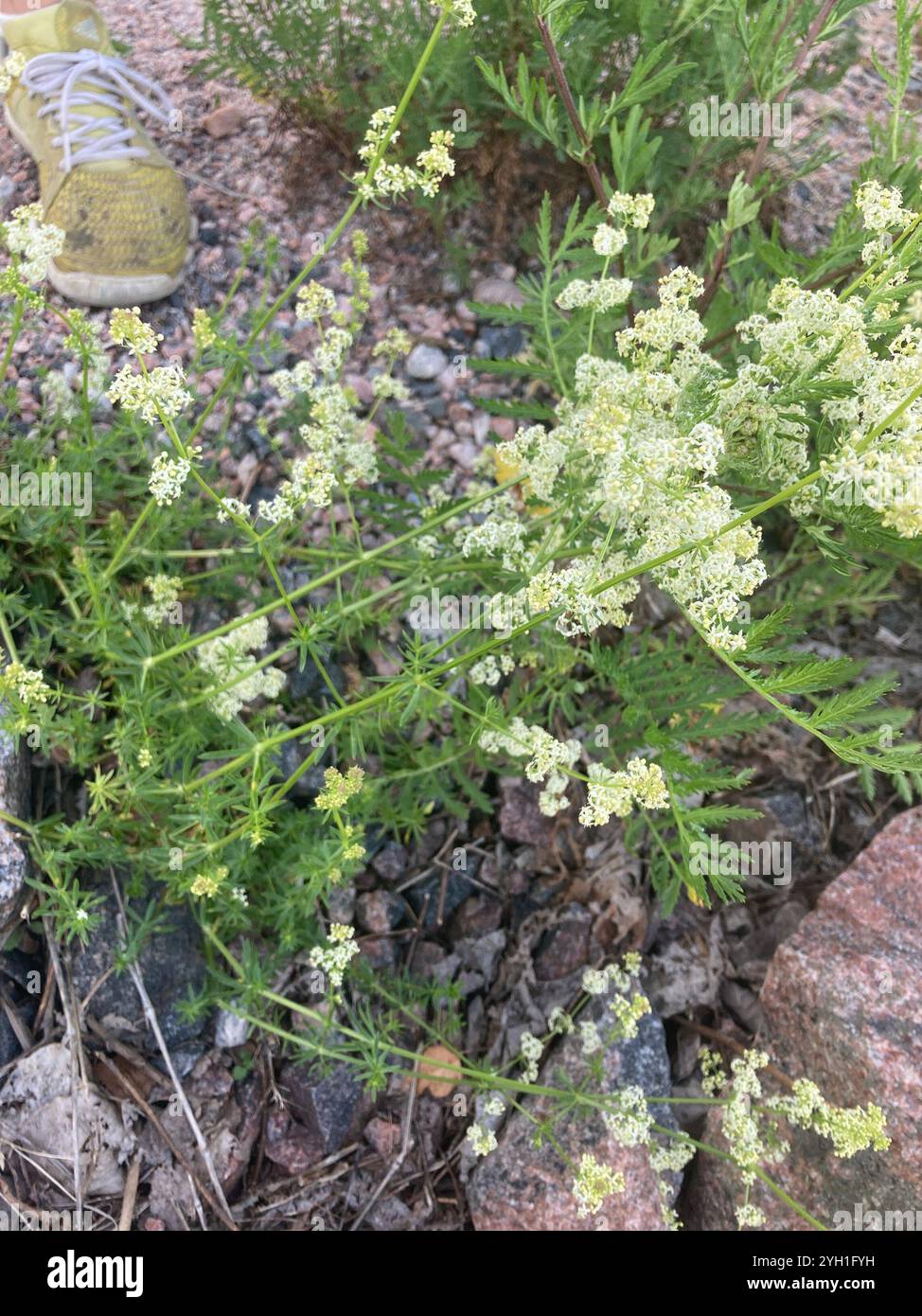 white bedstraw (Galium album Stock Photo - Alamy