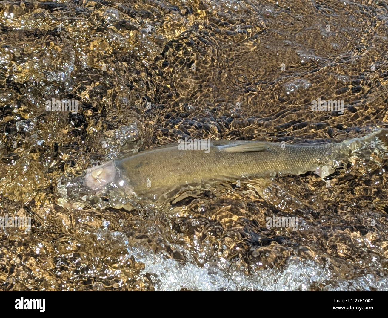 Common Suckers (Catostomus Stock Photo - Alamy