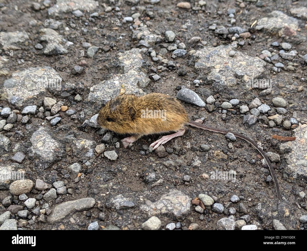 Meadow Jumping Mouse (Zapus hudsonius Stock Photo - Alamy