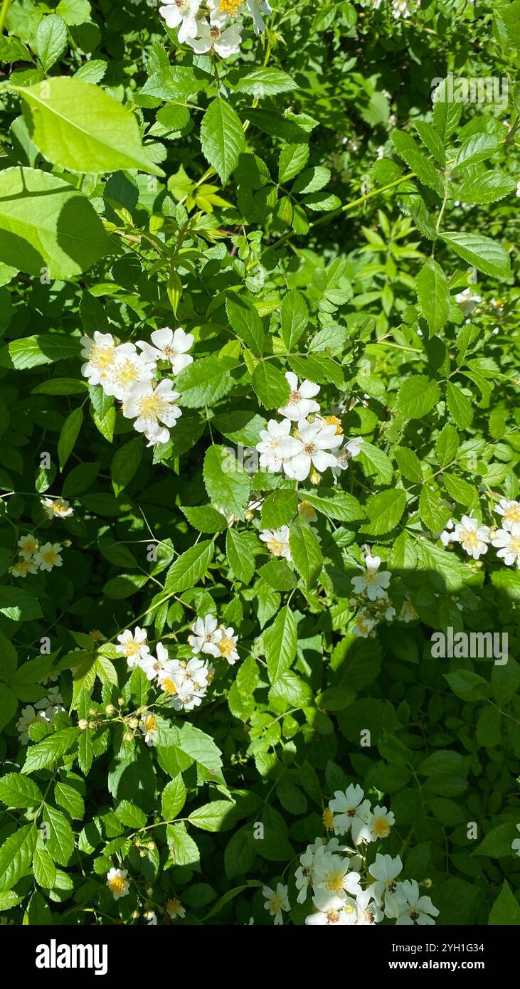 multiflora rose (Rosa multiflora Stock Photo - Alamy