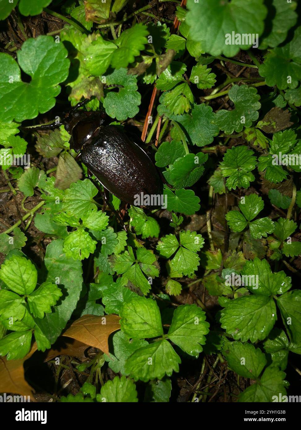 Broad-necked Root Borer (Prionus laticollis Stock Photo - Alamy