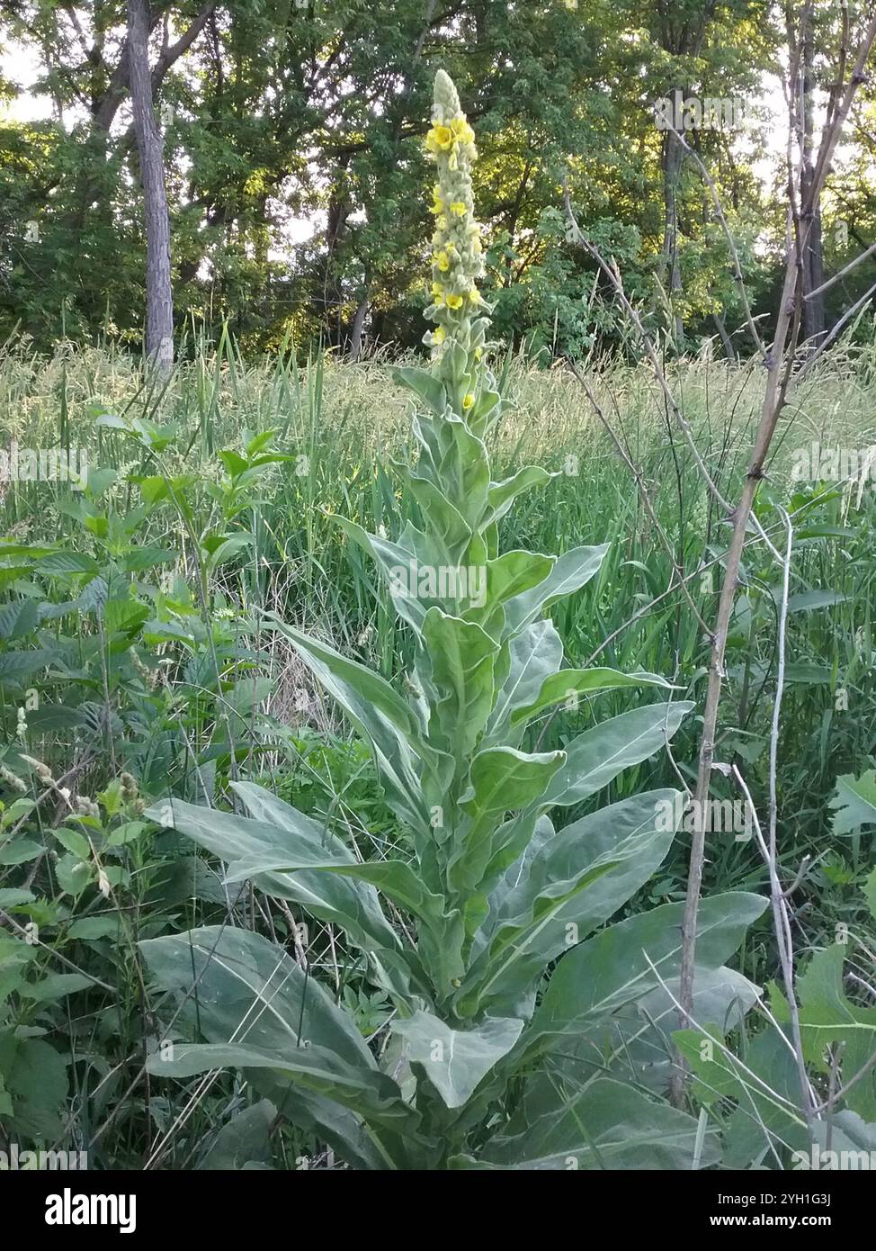 great mullein (Verbascum thapsus Stock Photo - Alamy