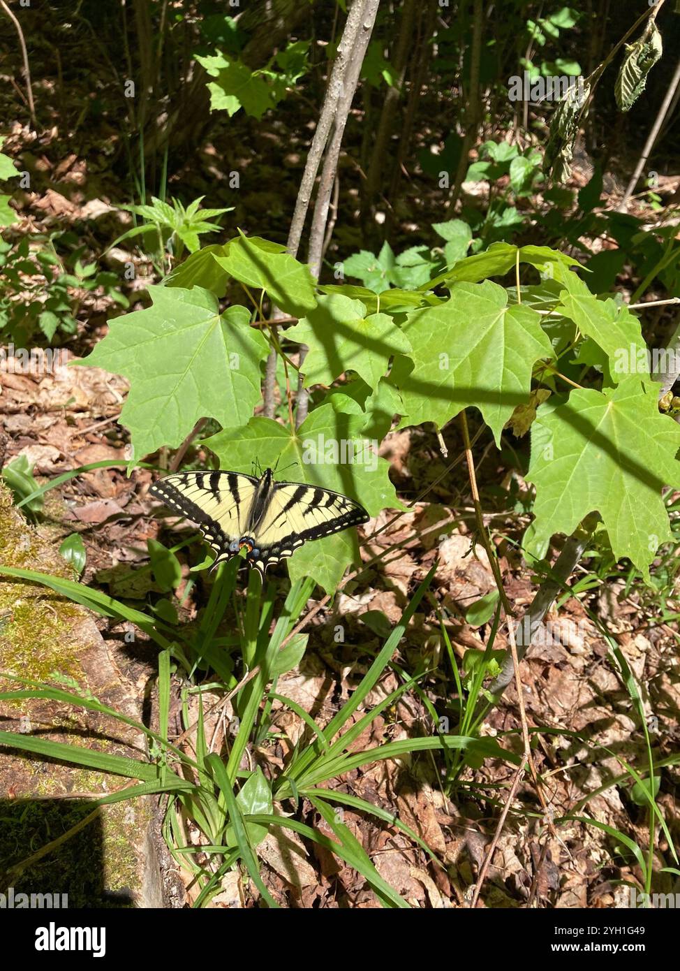 Canadian Tiger Swallowtail (Papilio canadensis Stock Photo - Alamy
