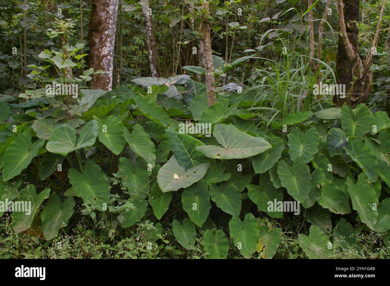 Arrowleaf Elephant's Ear (Xanthosoma sagittifolium Stock Photo - Alamy