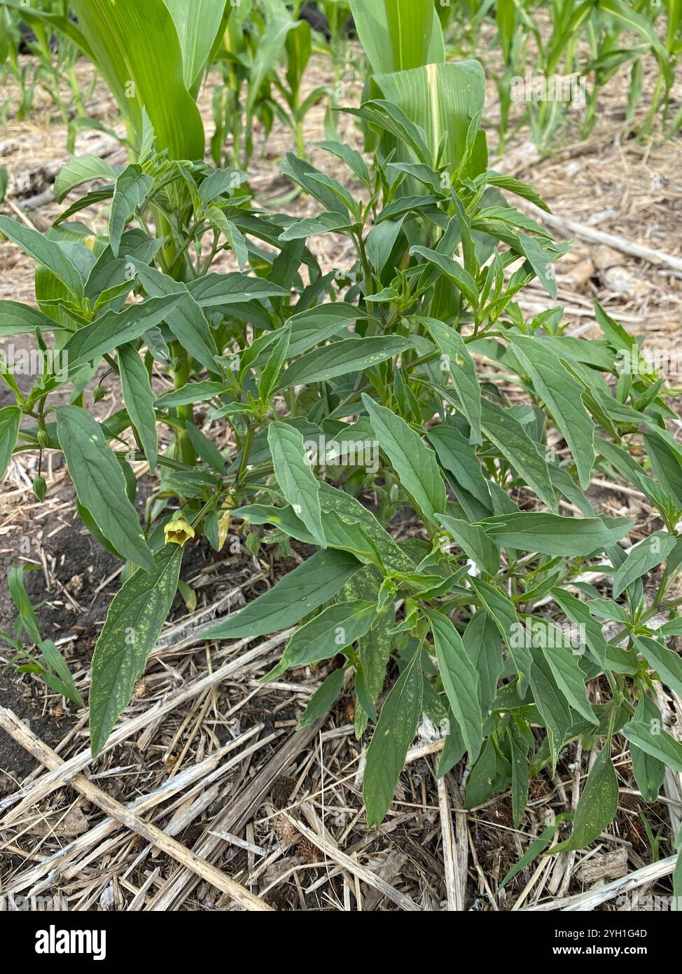 long-leaved groundcherry (Physalis longifolia Stock Photo - Alamy